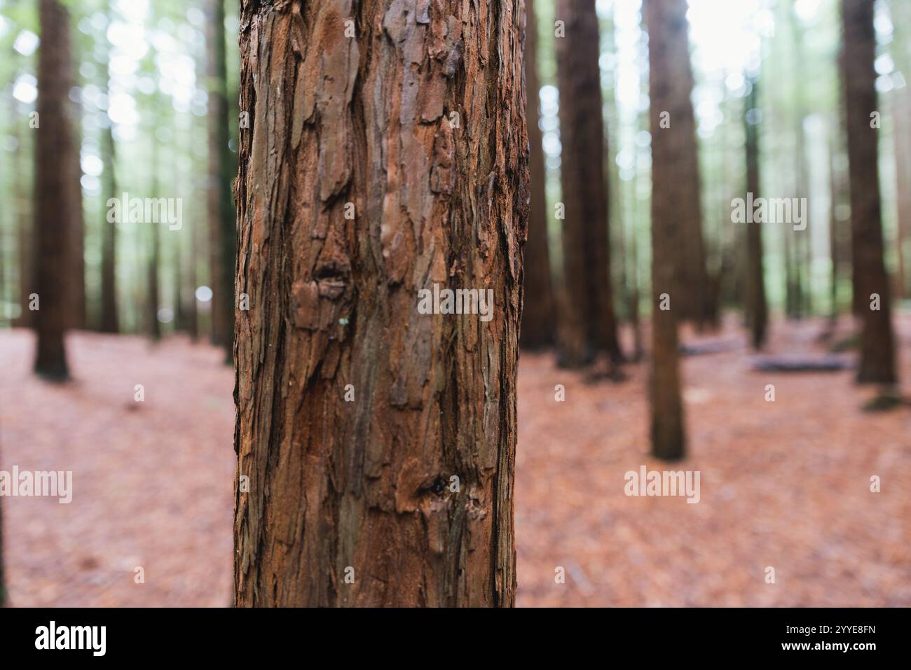 Rainforest in Rotorua with tall trees Stock Photo - Alamy