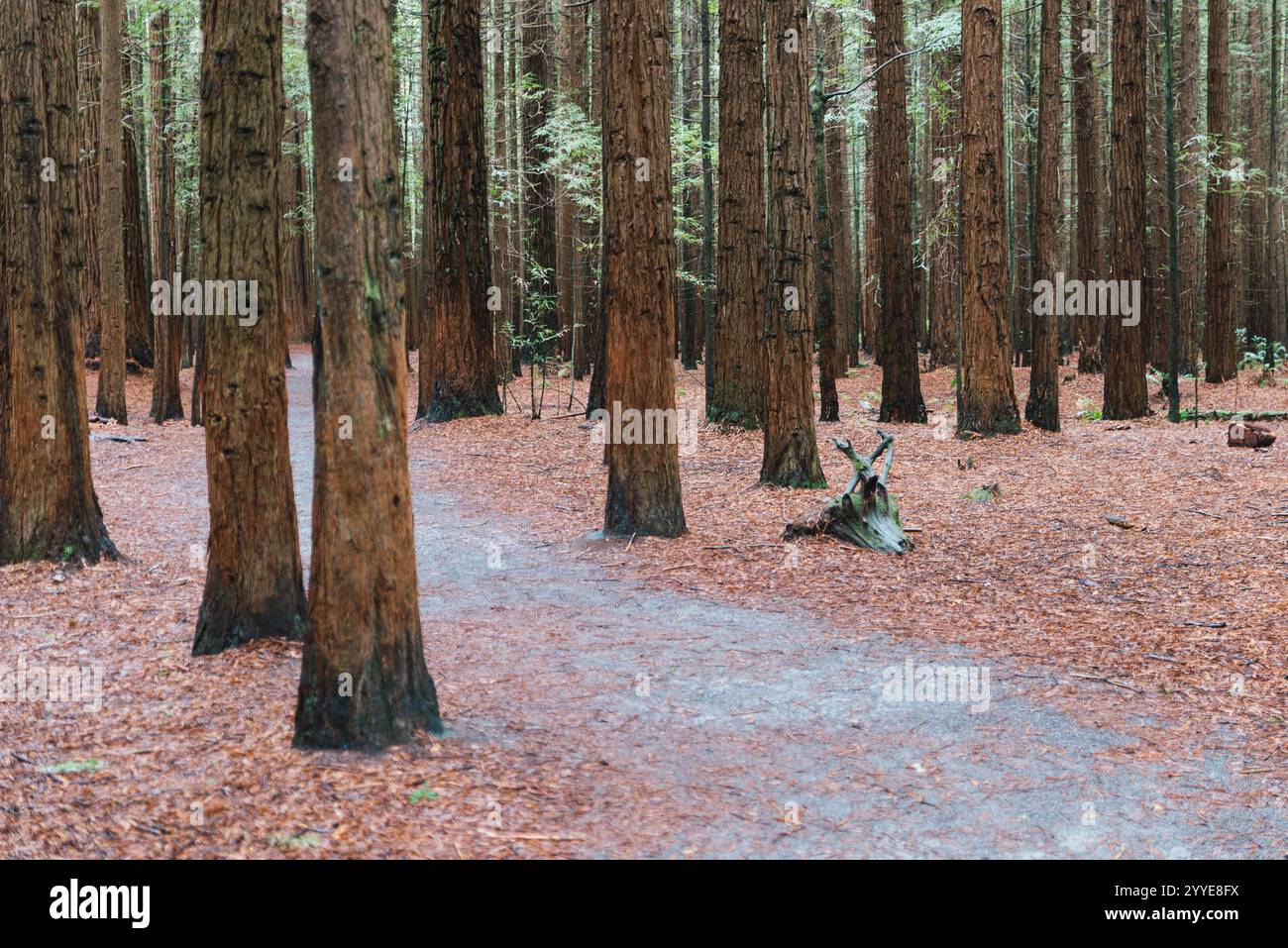Rainforest in Rotorua with tall trees Stock Photo - Alamy