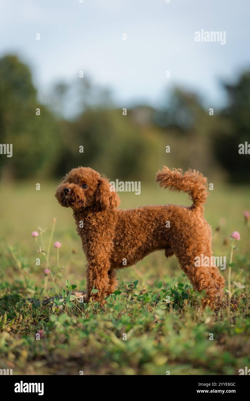 A brown toy poodle dog with its tongue sticking out. Happy Toy poodle ...