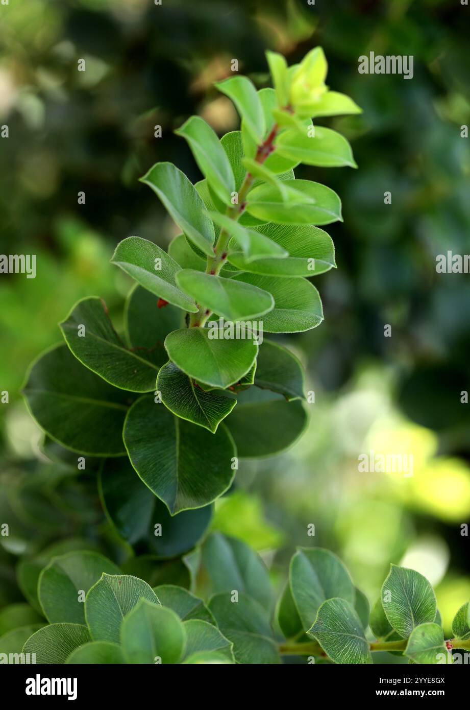 Mountain Rose, Metrosideros nervulosa, Myrtaceae. Lord Howe Island, New ...