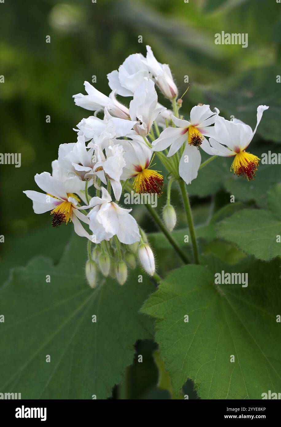Cape Stock-Rose, African Hemp or African Linden, Sparrmannia africana ...