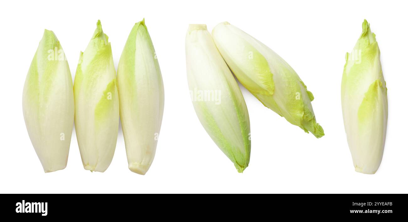 Fresh chicory isolated on Cut Out Stock Images & Pictures - Alamy