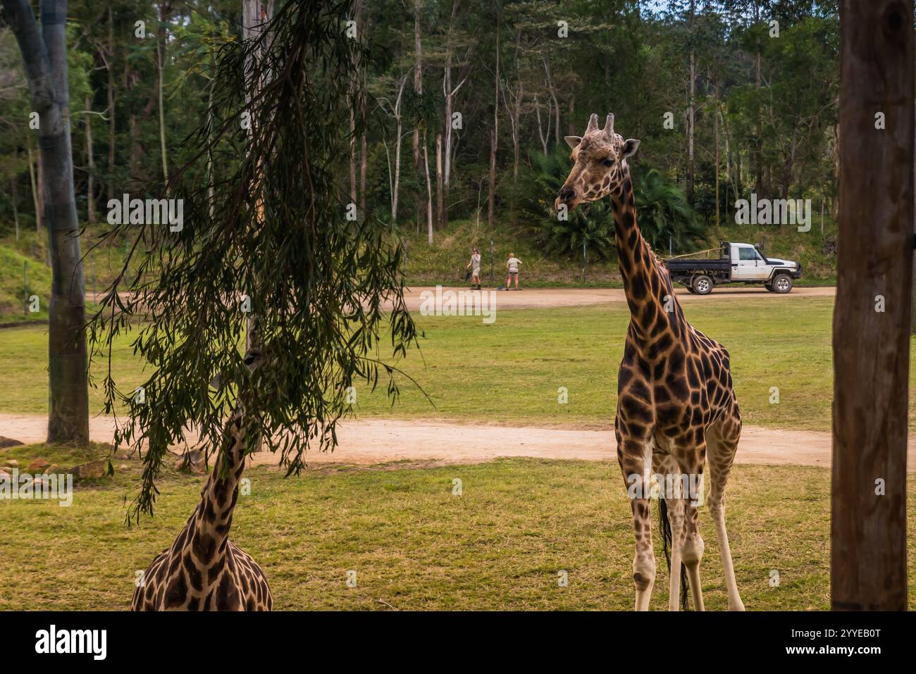 Animals in Australia Zoo Stock Photo - Alamy