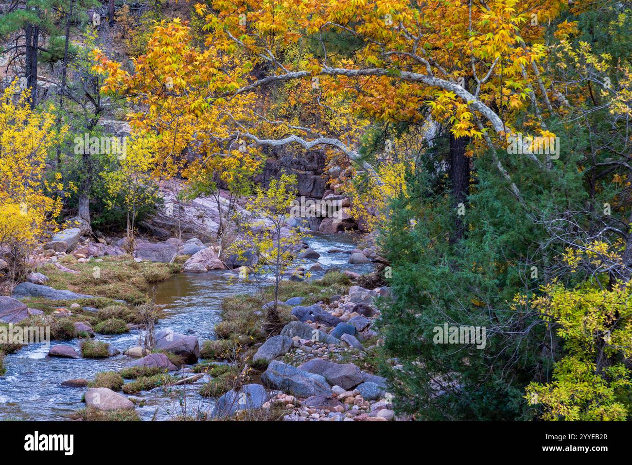 Relaxing nature fall river trees hi-res stock photography and images ...