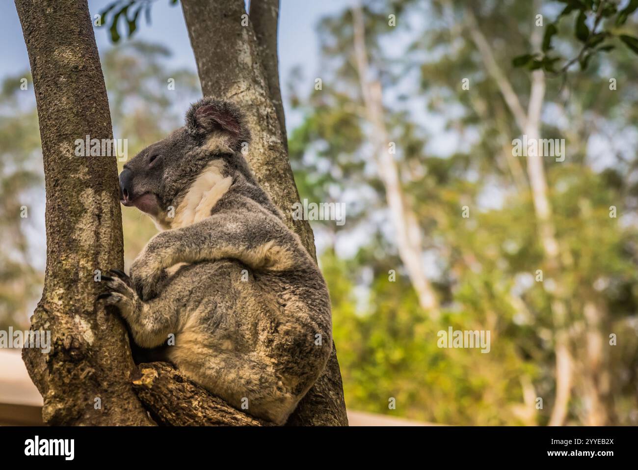 Animals in Australia Zoo Stock Photo - Alamy