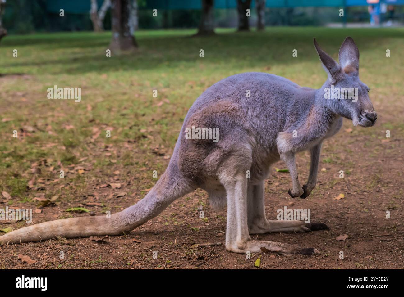 Animals in Australia Zoo Stock Photo - Alamy