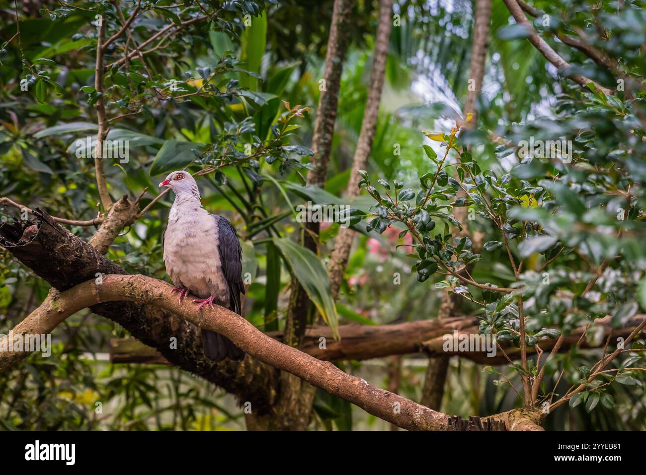 Animals in Australia Zoo Stock Photo - Alamy