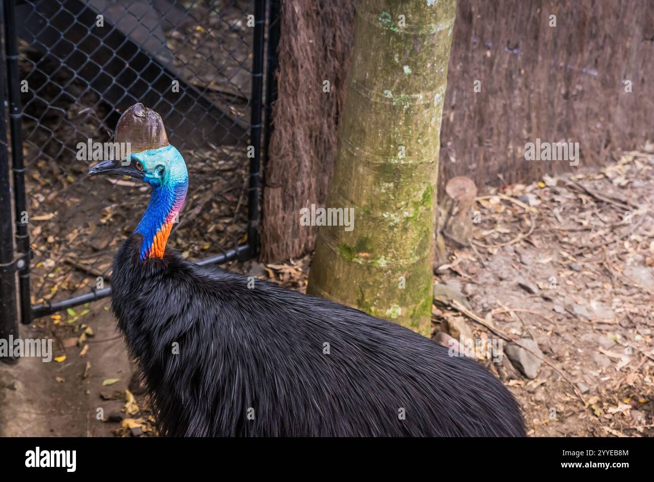 Animals in Australia Zoo Stock Photo - Alamy