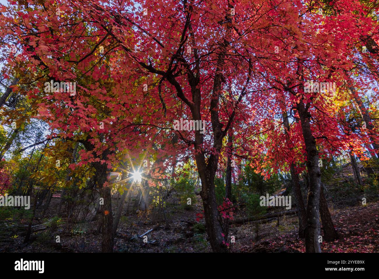 Yellow and Red Fall leaves adorn a hillside along Horton Creek in the ...