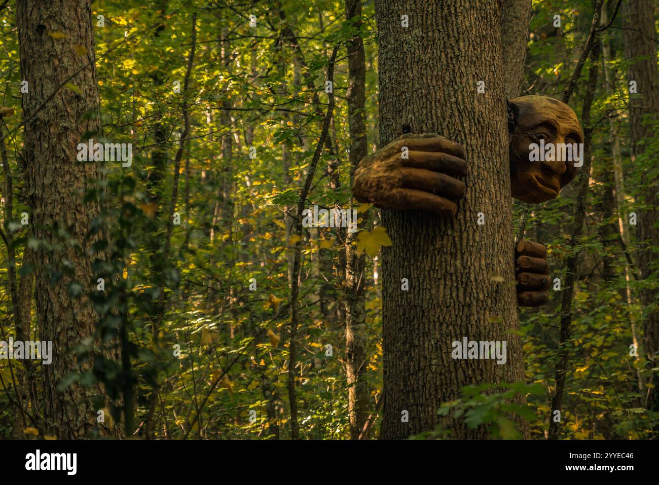 Hanmer forest hi-res stock photography and images - Alamy