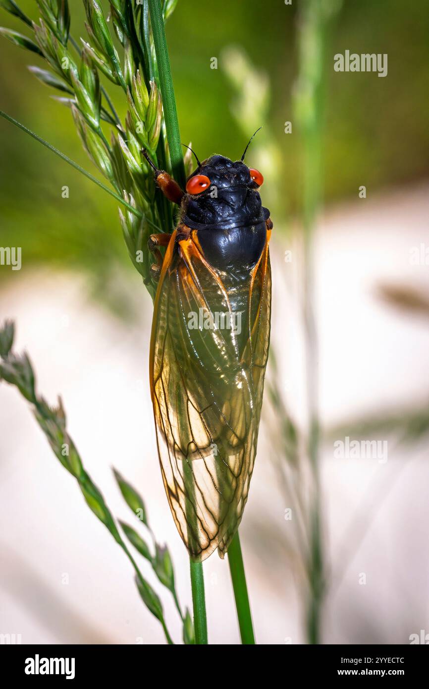 A red-eyed Brood X cicada clings to a blade of grass as it completes ...