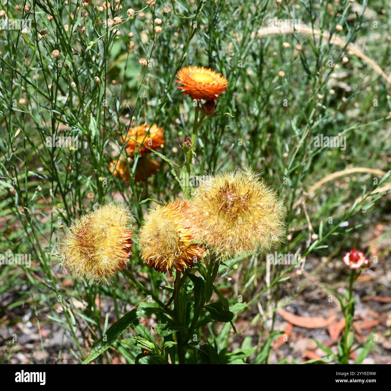 Dispersal seeds hi-res stock photography and images - Alamy