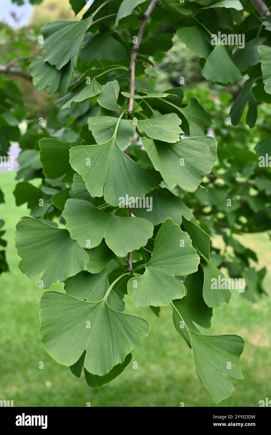 Ginko tree leaves - maidenhair tree - Ginko biloba - soft green leaves ...