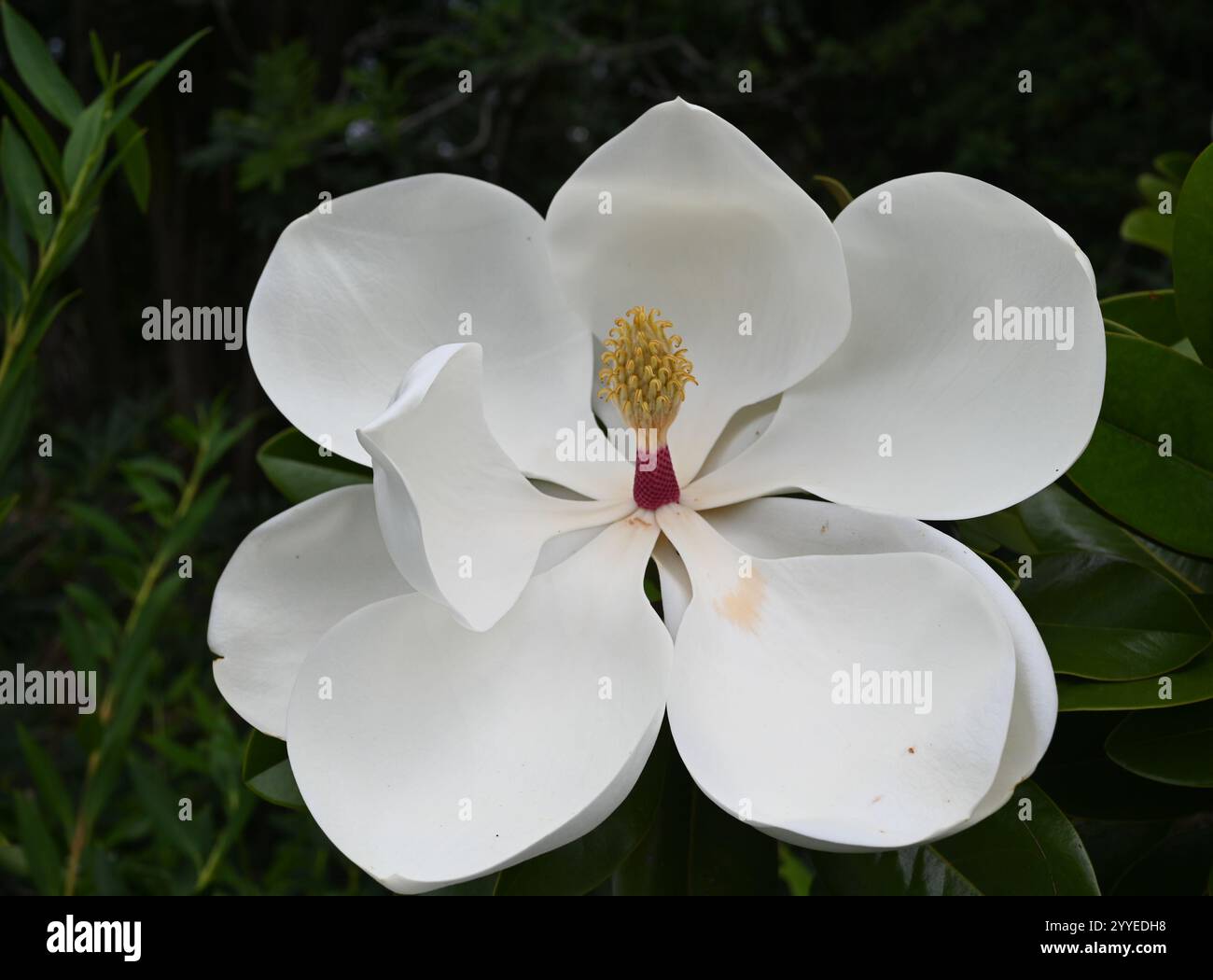 Southern magnolia flower - Bull bay - Magnolia grandiflora - fully ...