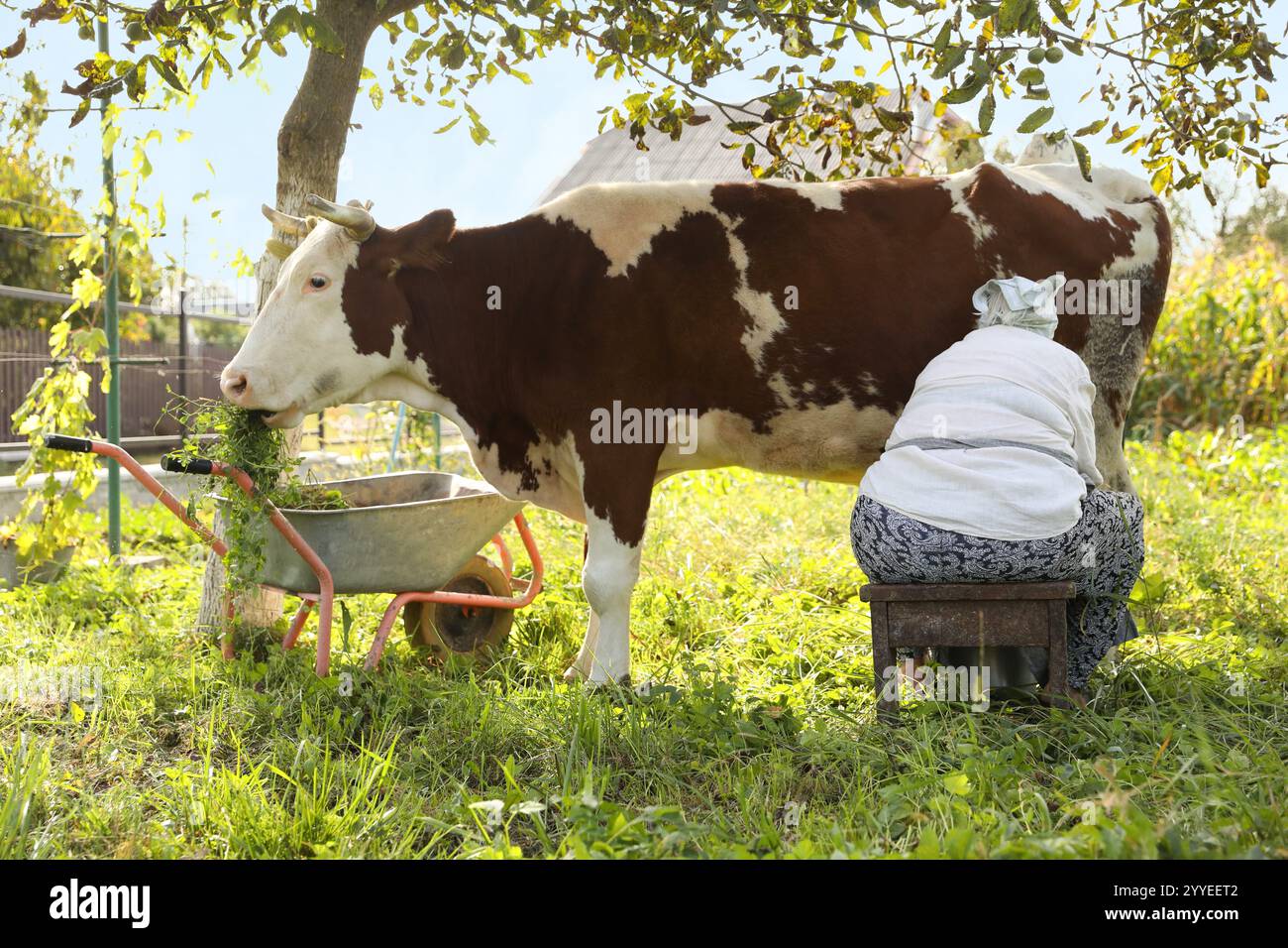 Cow in backyard hi-res stock photography and images - Alamy