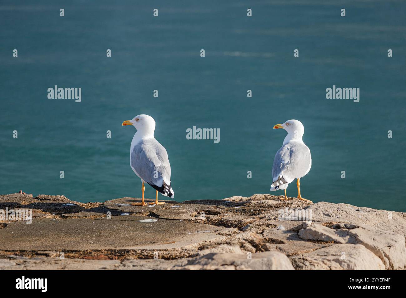 Couple seagulls on pier hi-res stock photography and images - Alamy