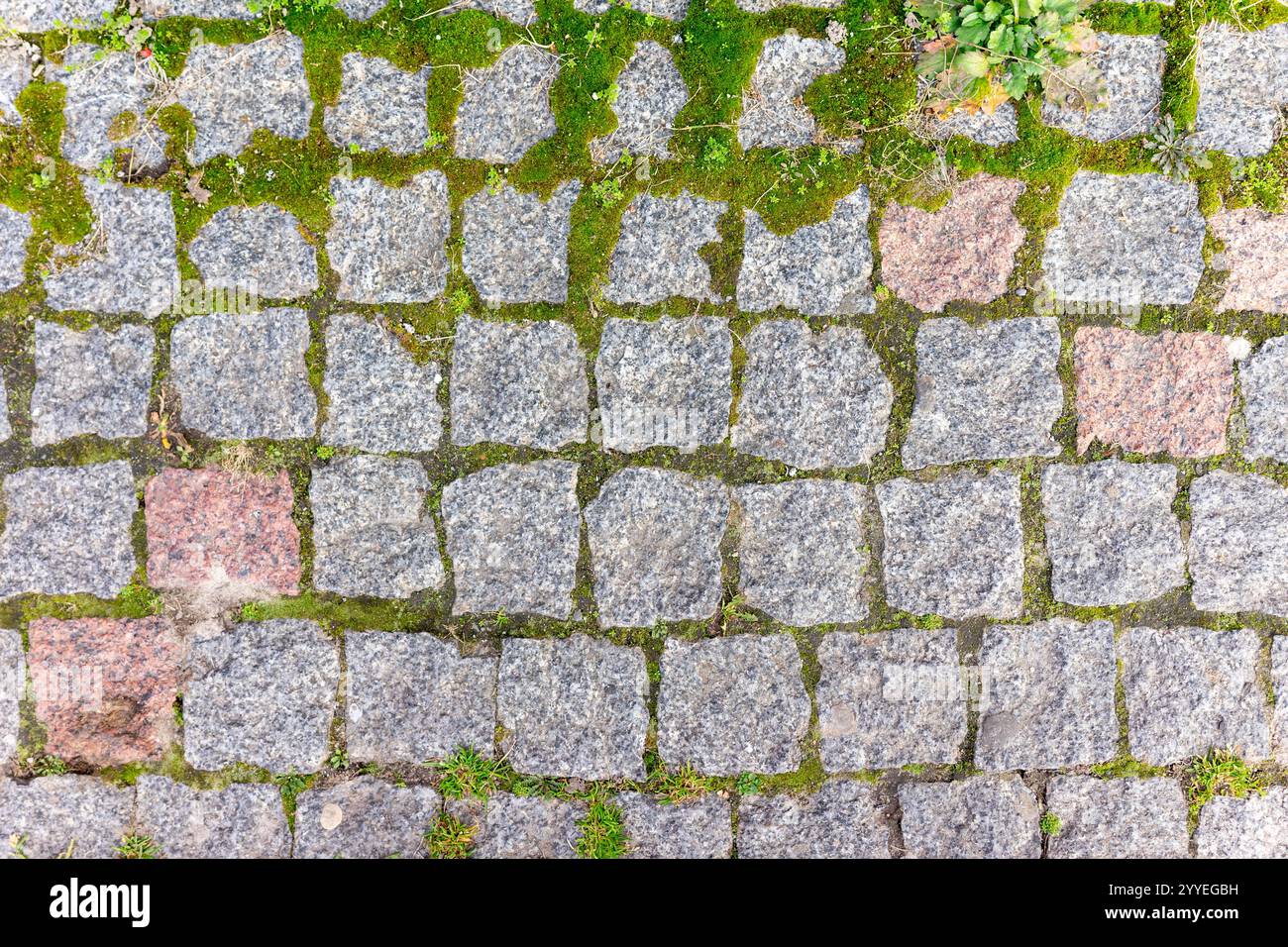A cobblestone pathway displays a rich texture with varied stone colors ...