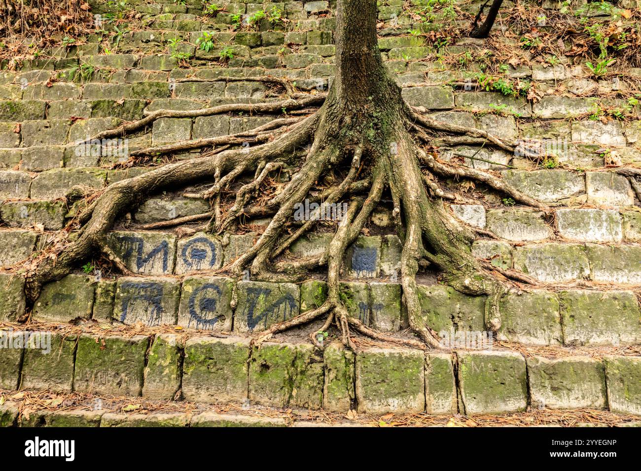 Tree root growing brick wall hi-res stock photography and images - Alamy