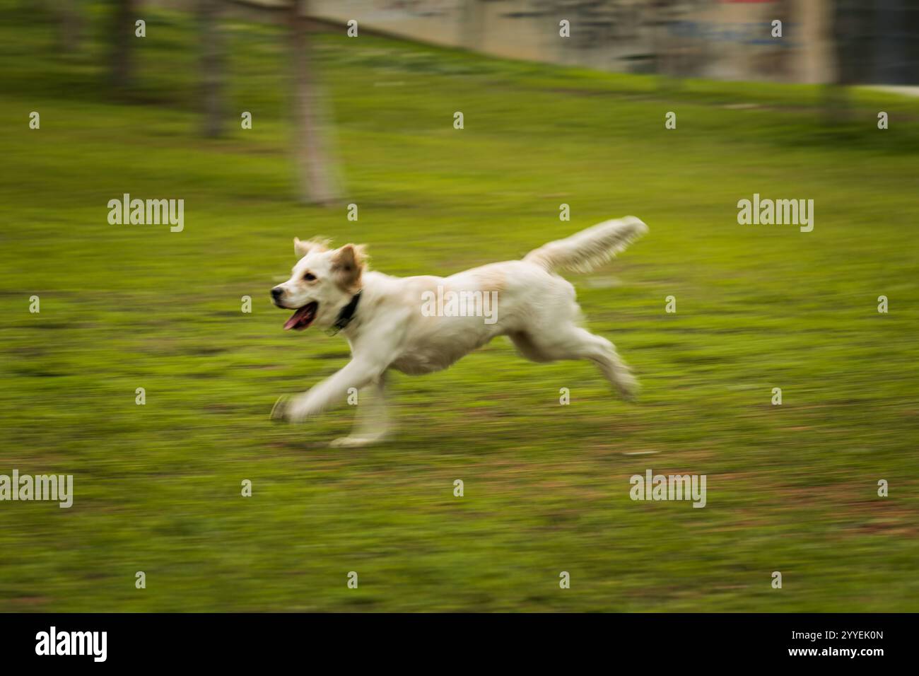 A golden retriever dog captured in motion blur as it runs energetically ...