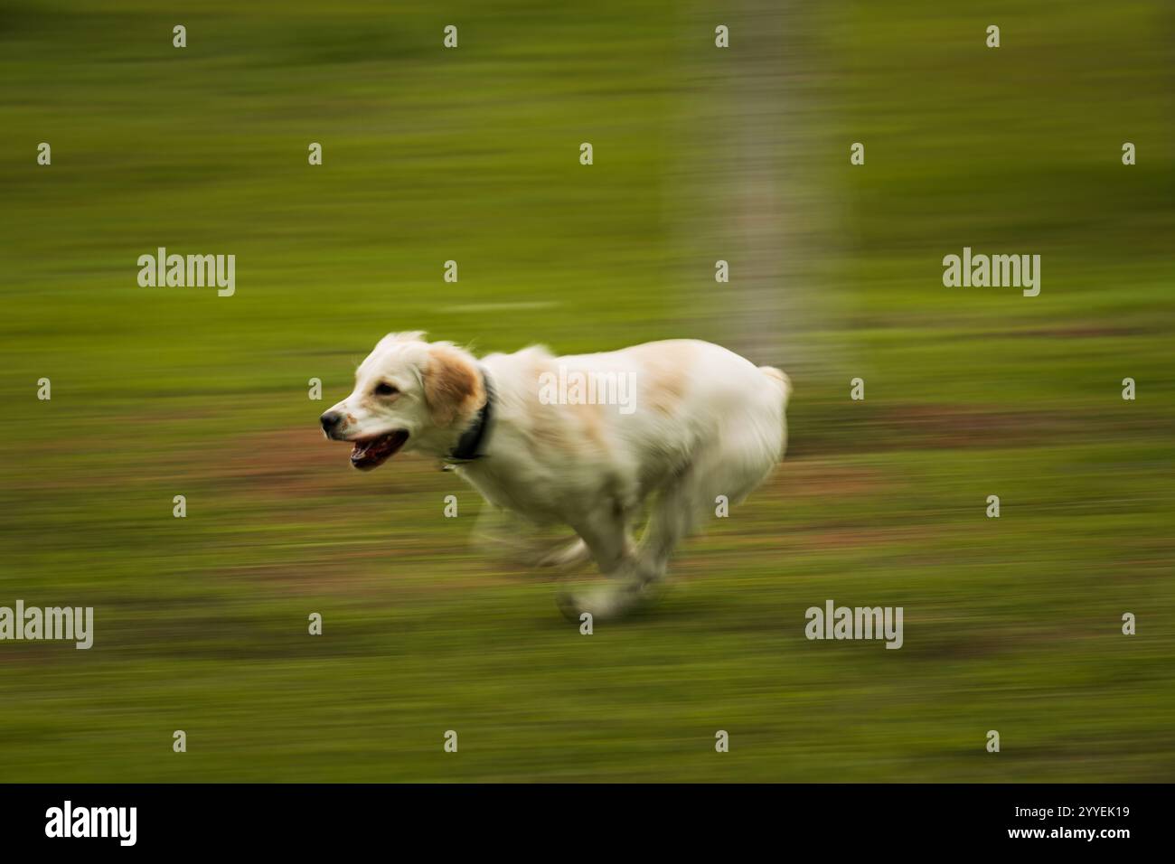 A golden retriever dog captured in motion blur as it runs energetically ...