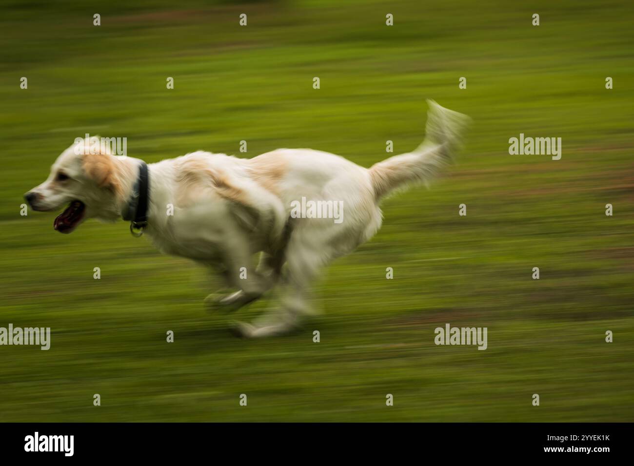 A golden retriever dog captured in motion blur as it runs energetically ...