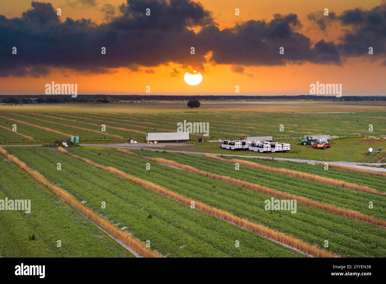 Aerial view of green farm fields in summer season with growing crops ...