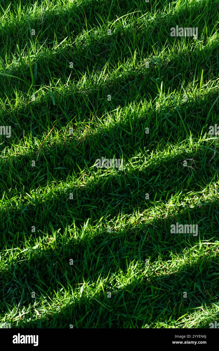 Garden detail background with green grass texture Stock Photo - Alamy