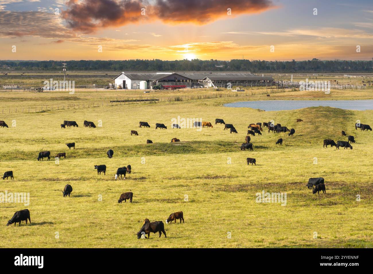 Cattle grazing on farmland pasture. Production of organic dairy ...