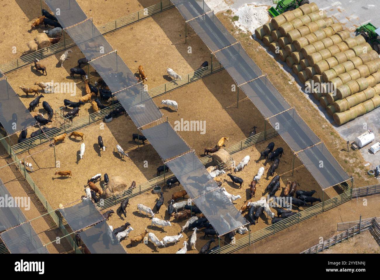 Cattle stockyard with meat cows. Feeding of livestock on farm feedlot ...