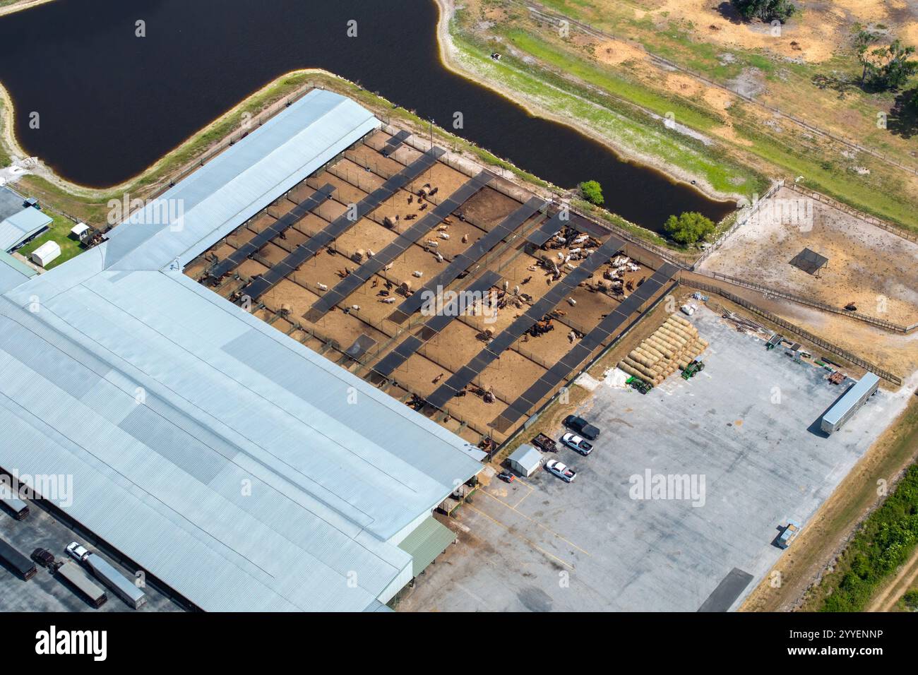 Cattle stockyard with meat cows. Feeding of livestock on farm feedlot ...