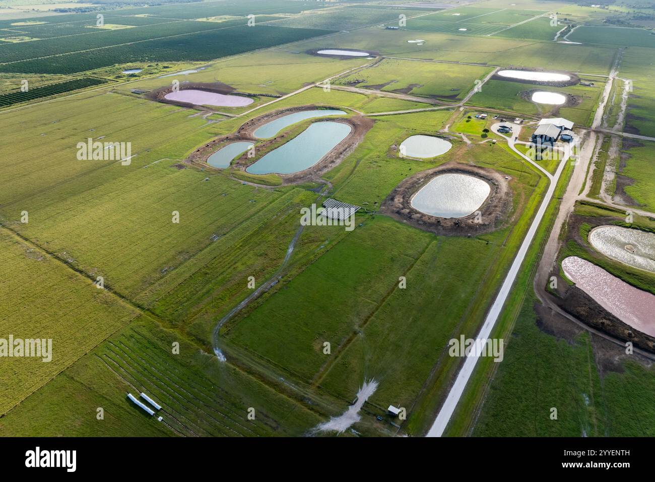 Drinking source for milk cows on green farm grassland in Florida. Water ...