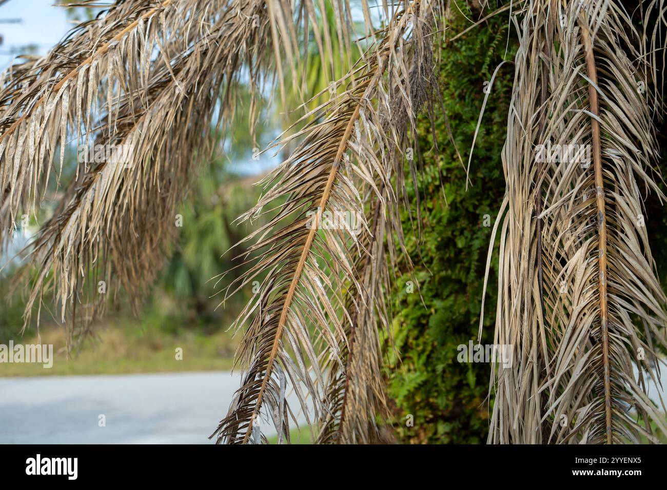 Root dead palm tree hi-res stock photography and images - Alamy