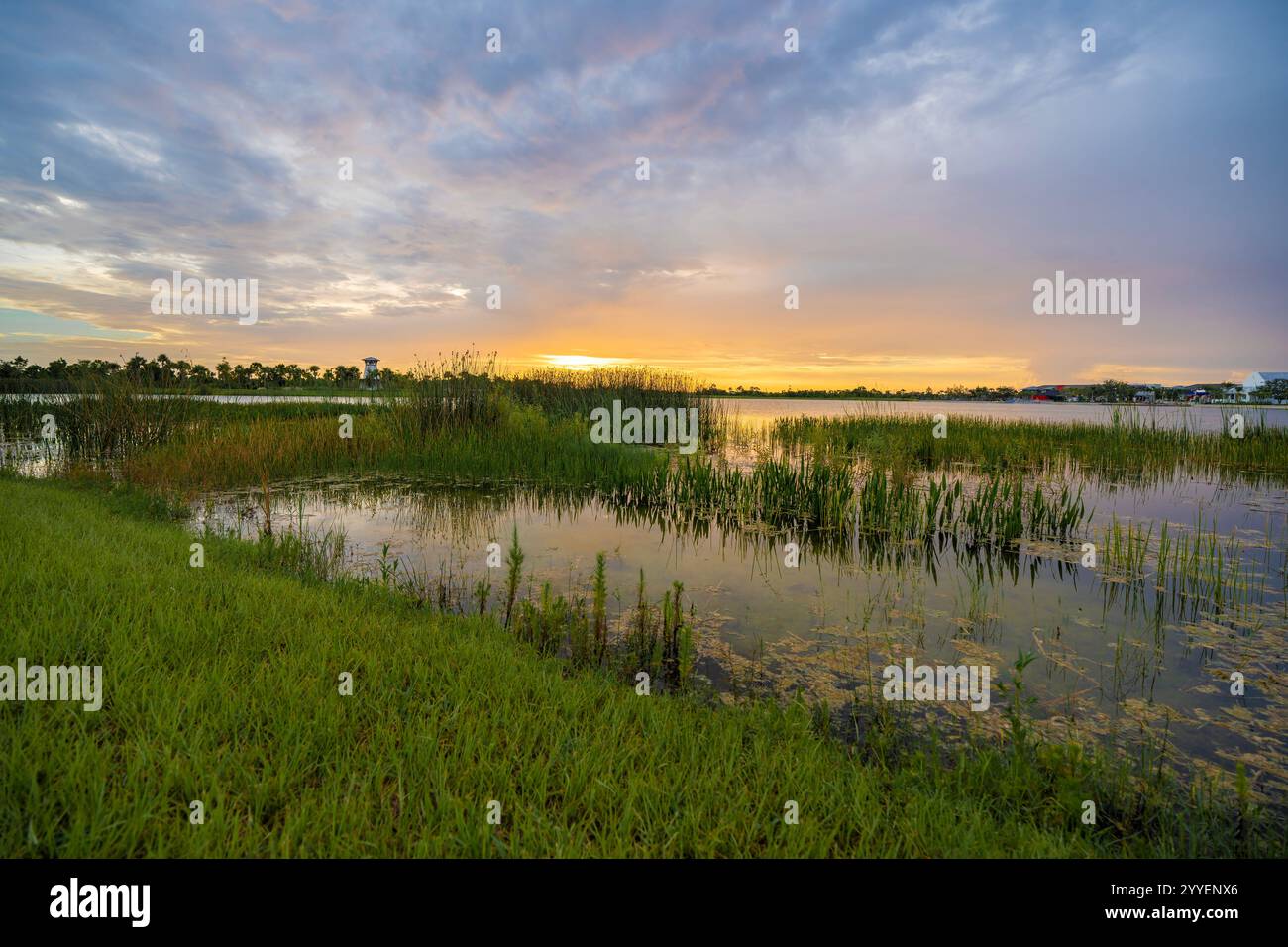 Evening landscape of Florida wetland flora. Lake water in southern ...