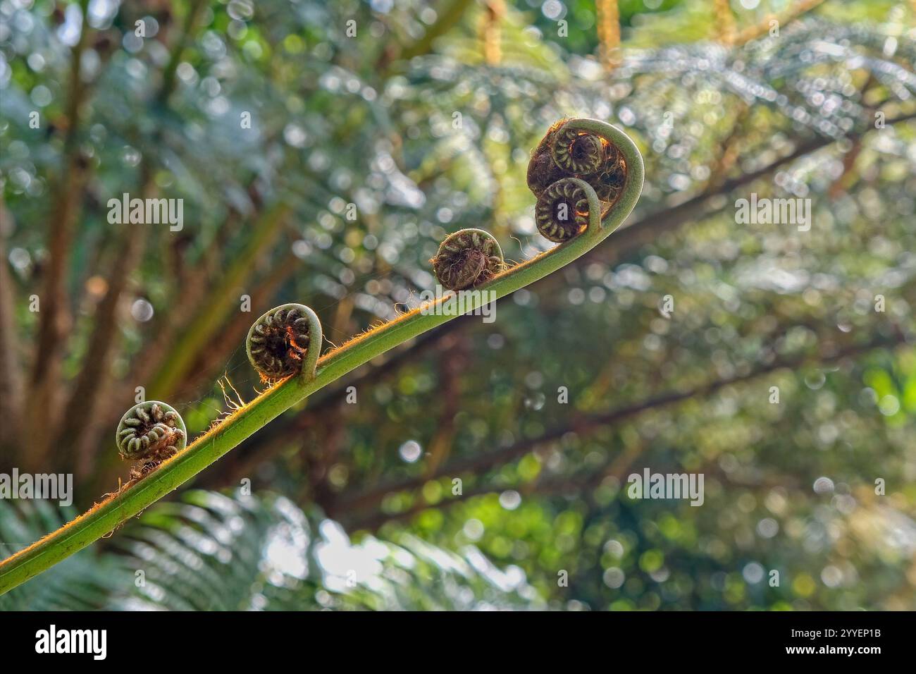 Australian Tree Fern fronds developing just before it opens completely ...