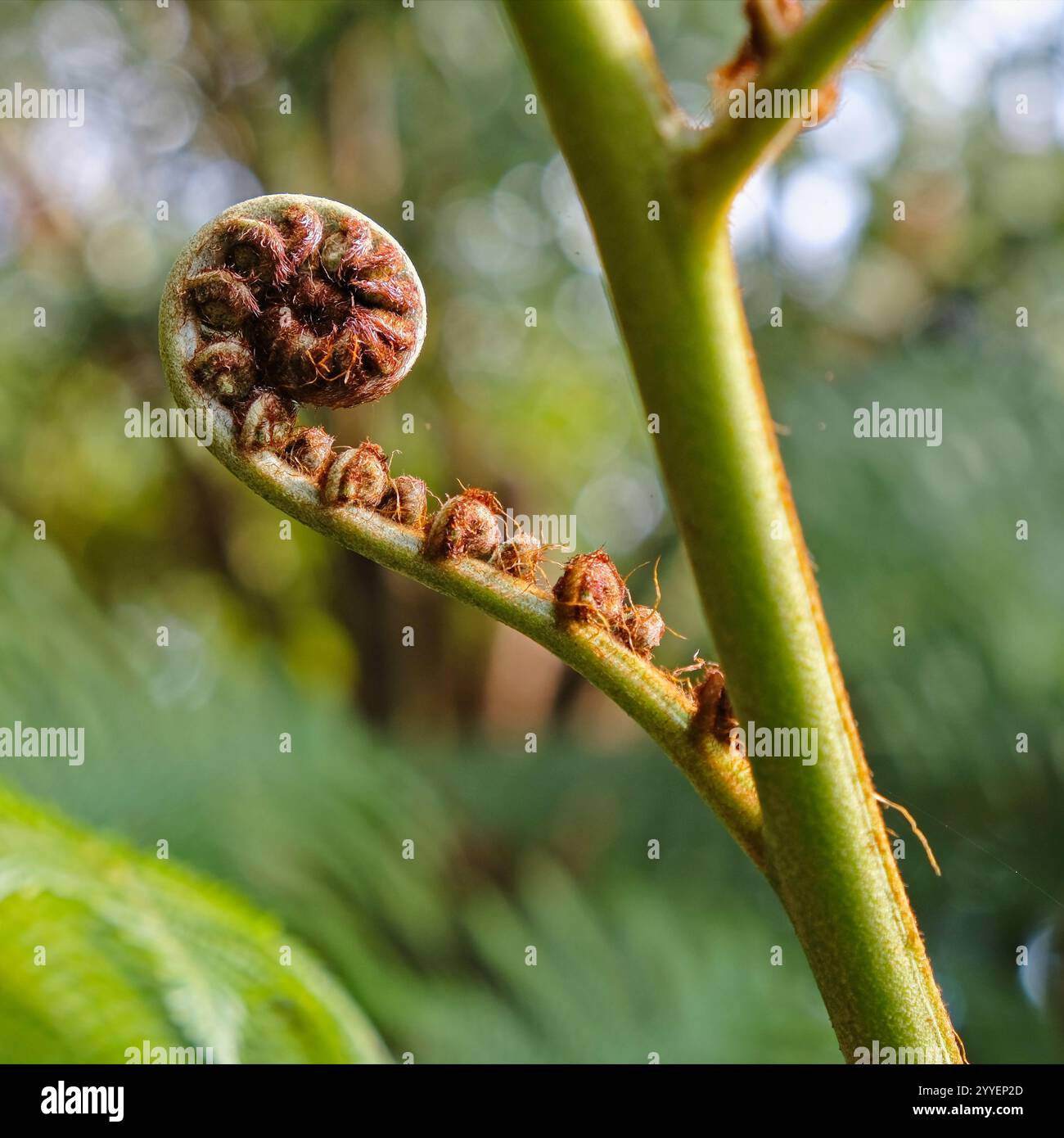 Section of a developing Australian Tree Fern frond, showing the ...