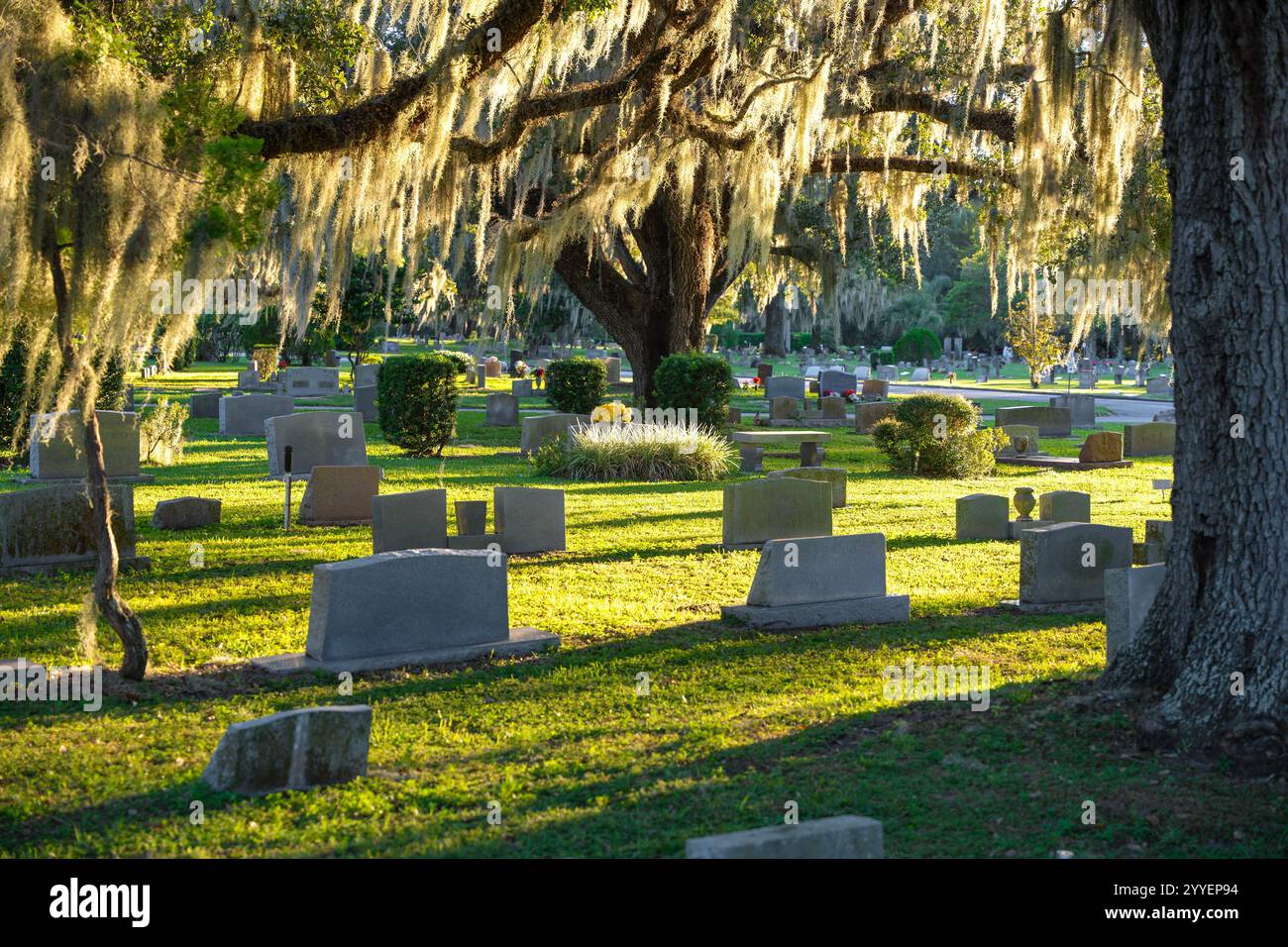 Old American cemetery with rows of tombstones under southern oak trees ...