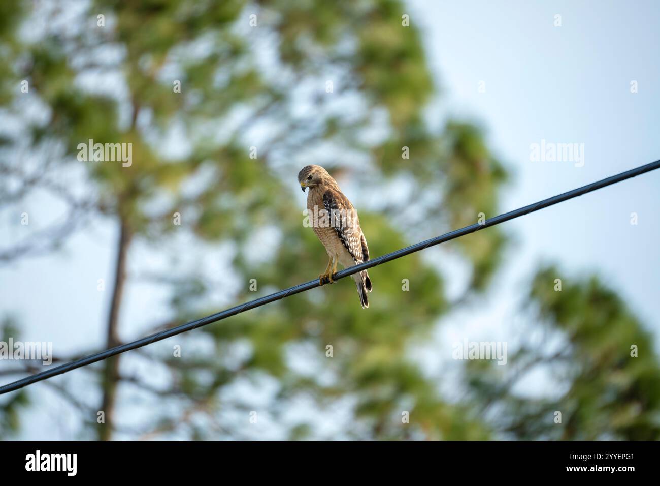 The red-shouldered hawk bird perching on electric cable looking for ...