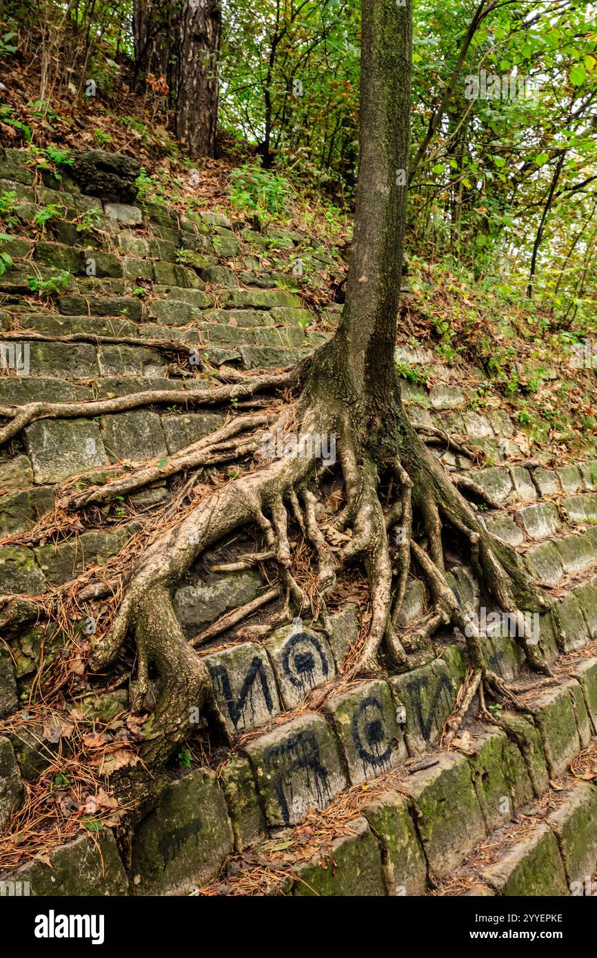 Roots growing into rock hi-res stock photography and images - Alamy