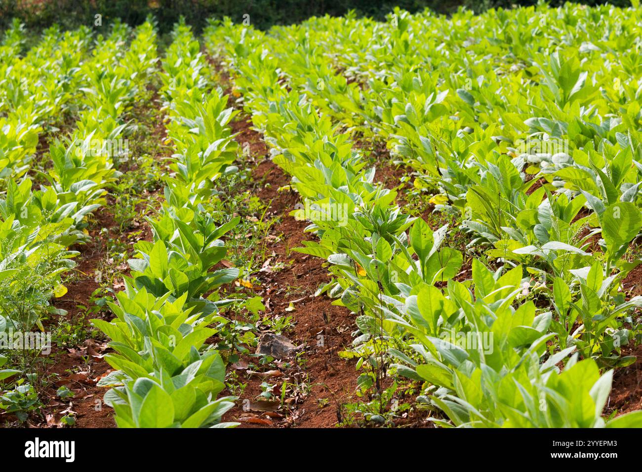 Cuba, Vinales Valley. Tobacco farms, cigar production. Tobacco leaves ...