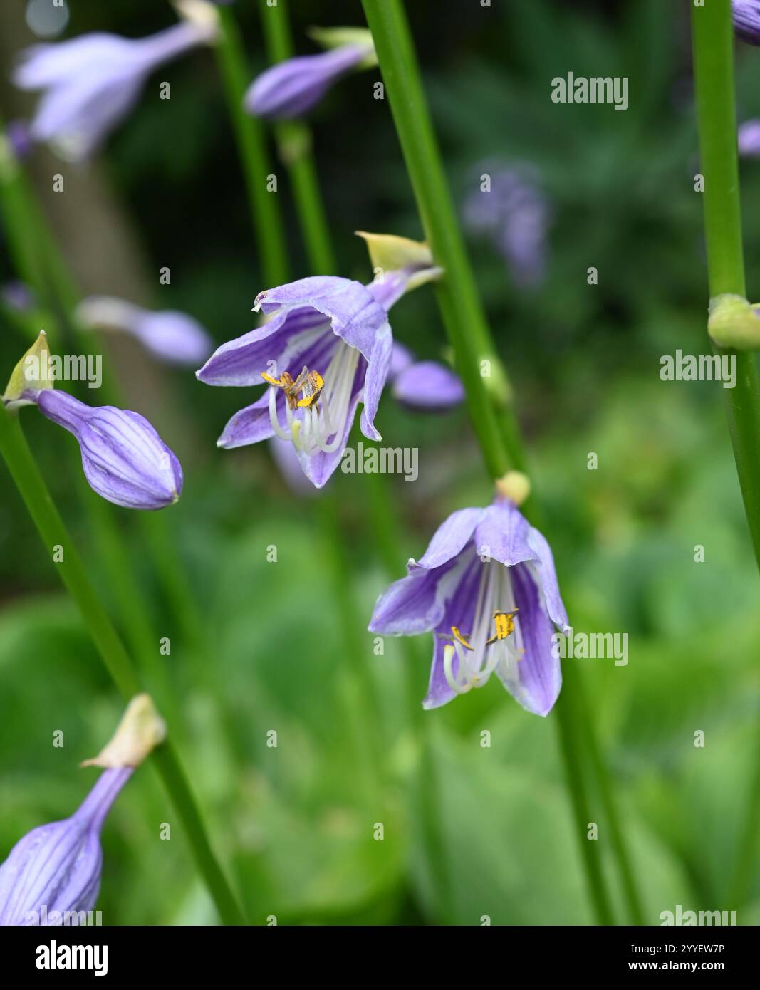 Blue Hosta flower - blue plantain lily - Hosta ventricosa - pair of ...