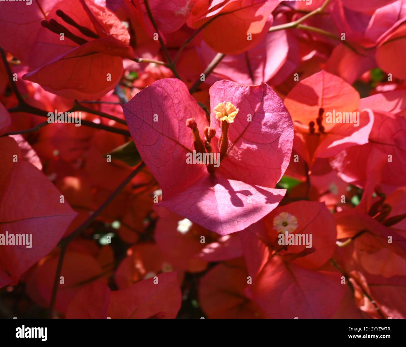 Bougainvillea flower - lesser bougainvillea - paperflower ...