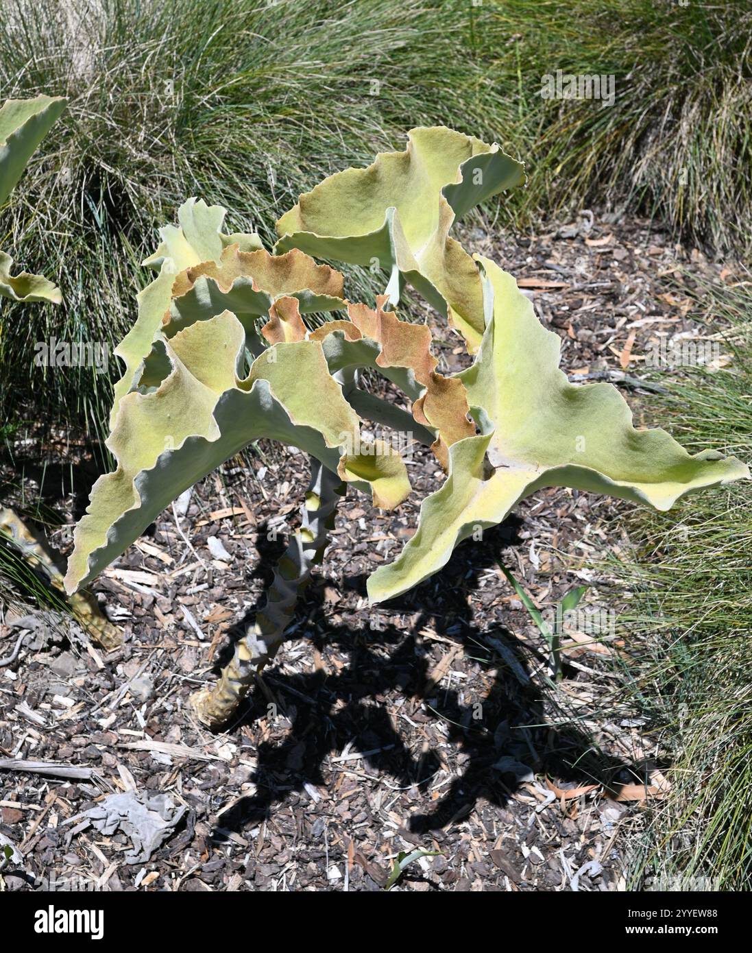 Elephant's ear kalanchoe plant - felt bush - feltbush - Kalanchoe ...