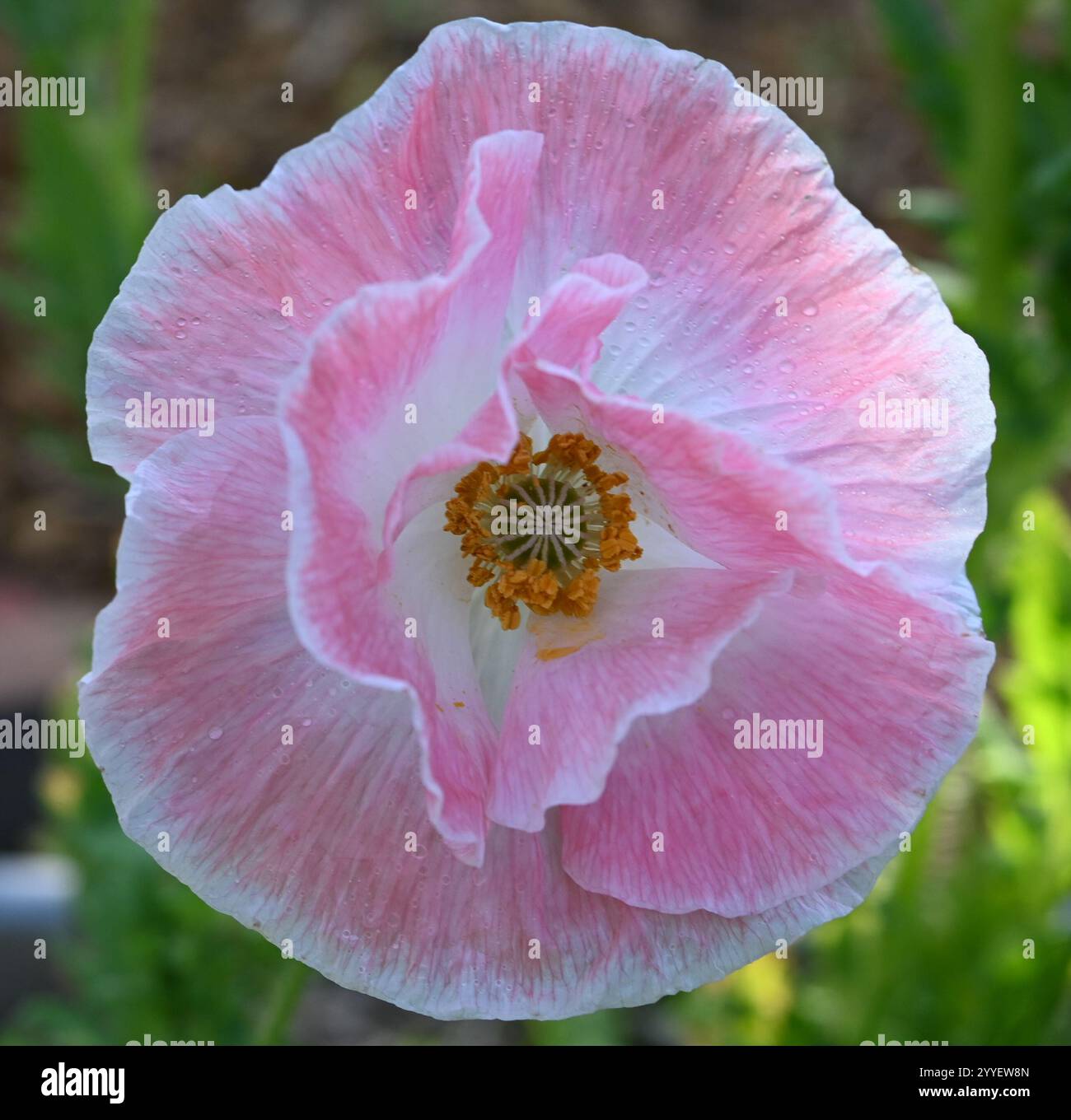 Pink Shirley poppy flower - Papaver rhoeas - pink blush Stock Photo - Alamy