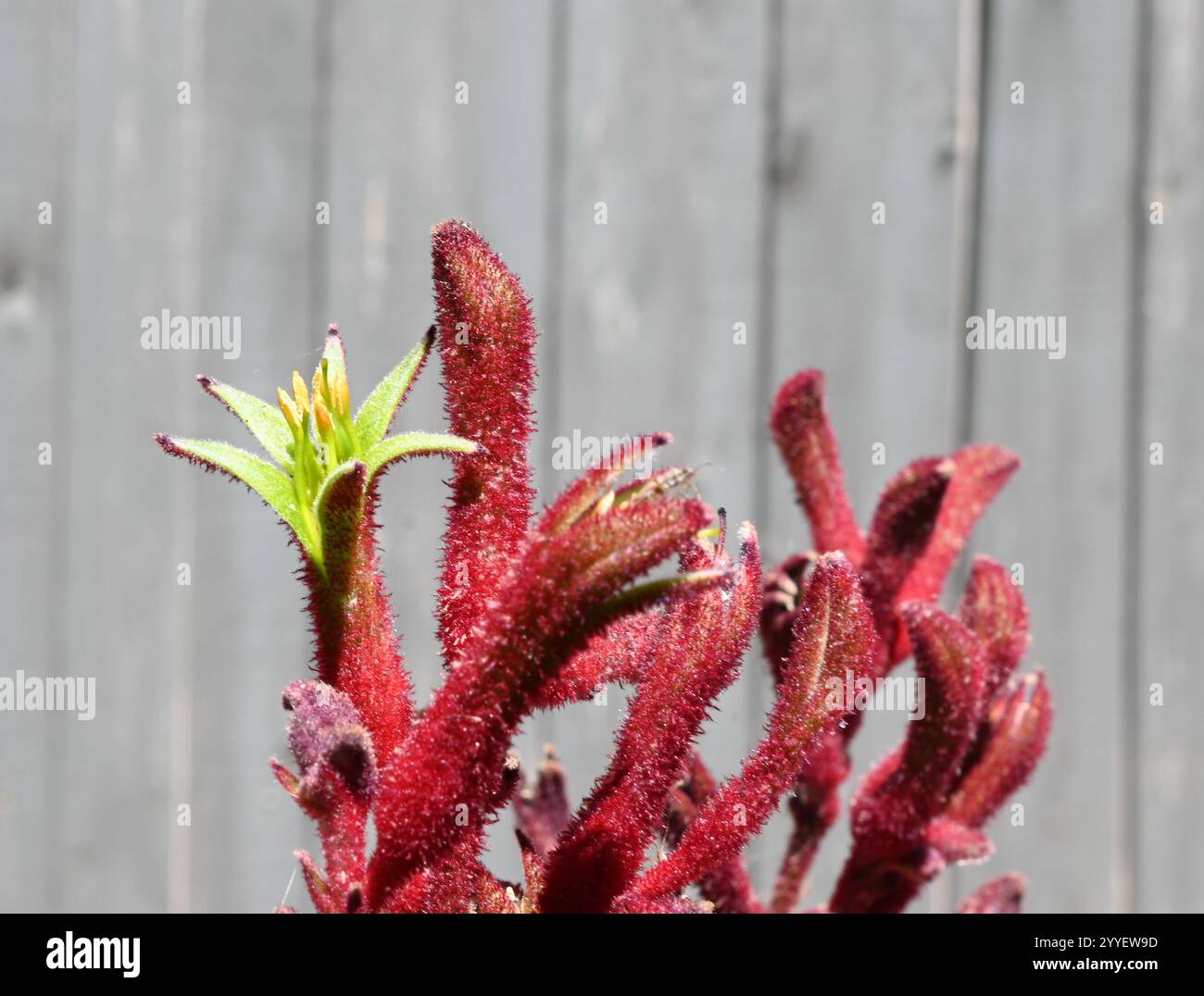 Tall Kangaroo Paw flower - Yellow Kangaroo paw - Evergreen kangaroo paw ...