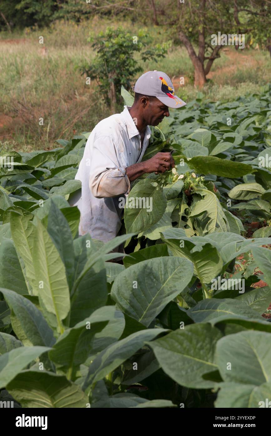 Cuba, Vinales Valley, Tobacco farms, cigar production. Hand picking and ...