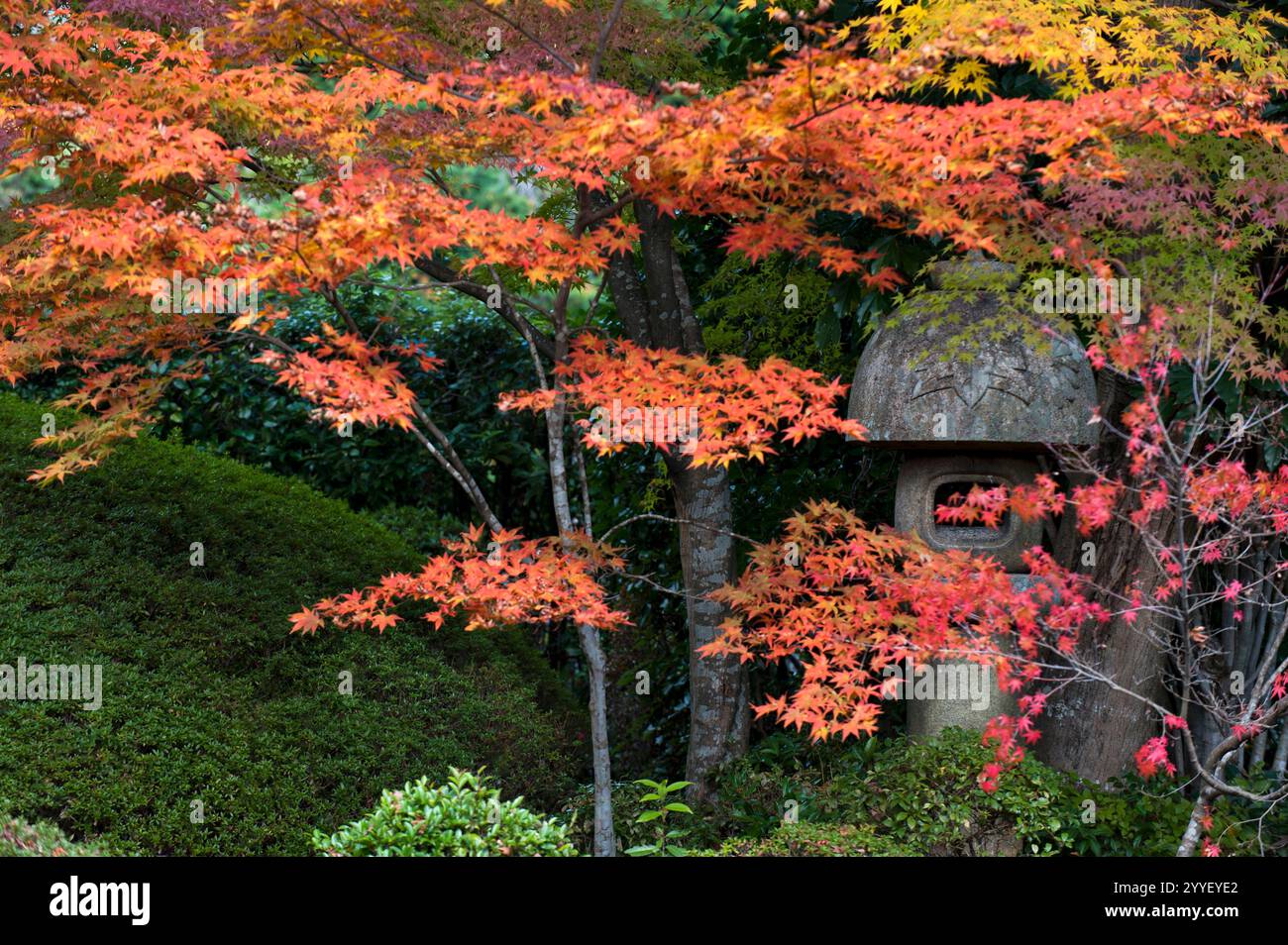 A stone lantern sits amongst red and yellow fall momiji maple trees with autumn colors in a ...