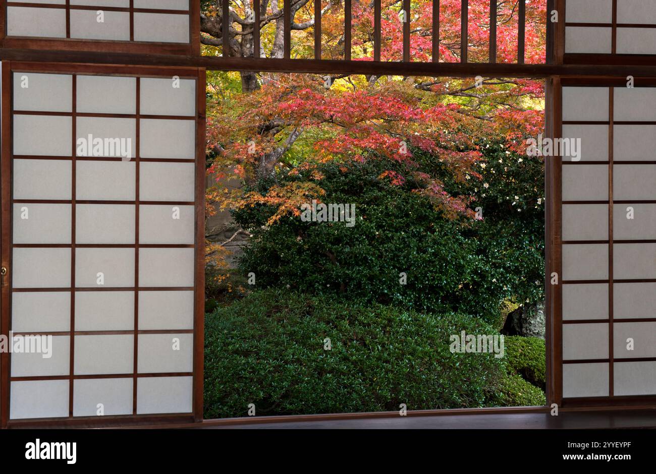 Square window (Window of Confusion) with autumn momiji maple foliage ...