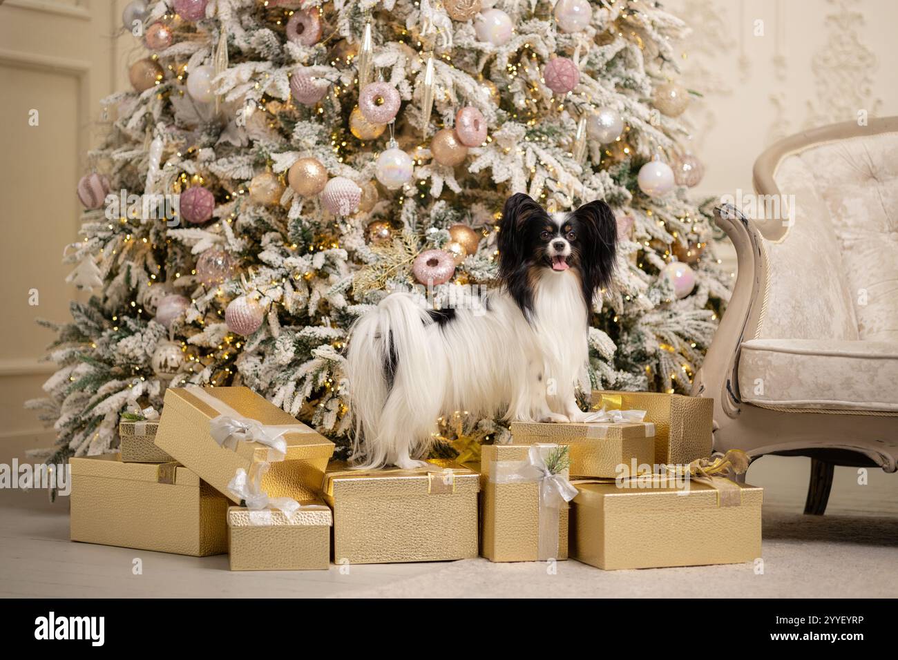A beautiful white papillon with black ears sitting with Christmas ...