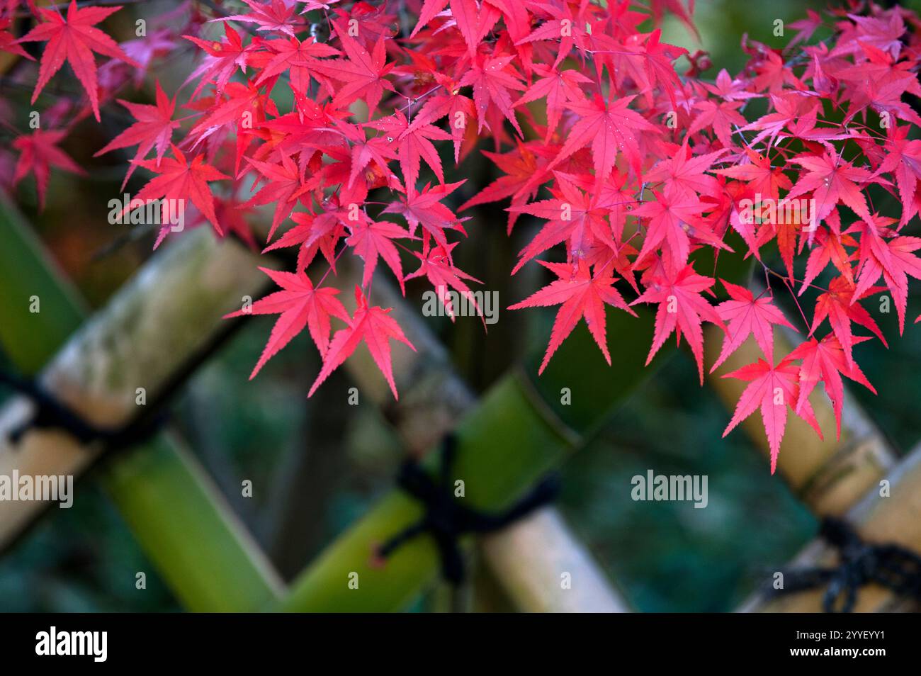 Bright red autumn maple leaves contrast with green crisscross bamboo ...
