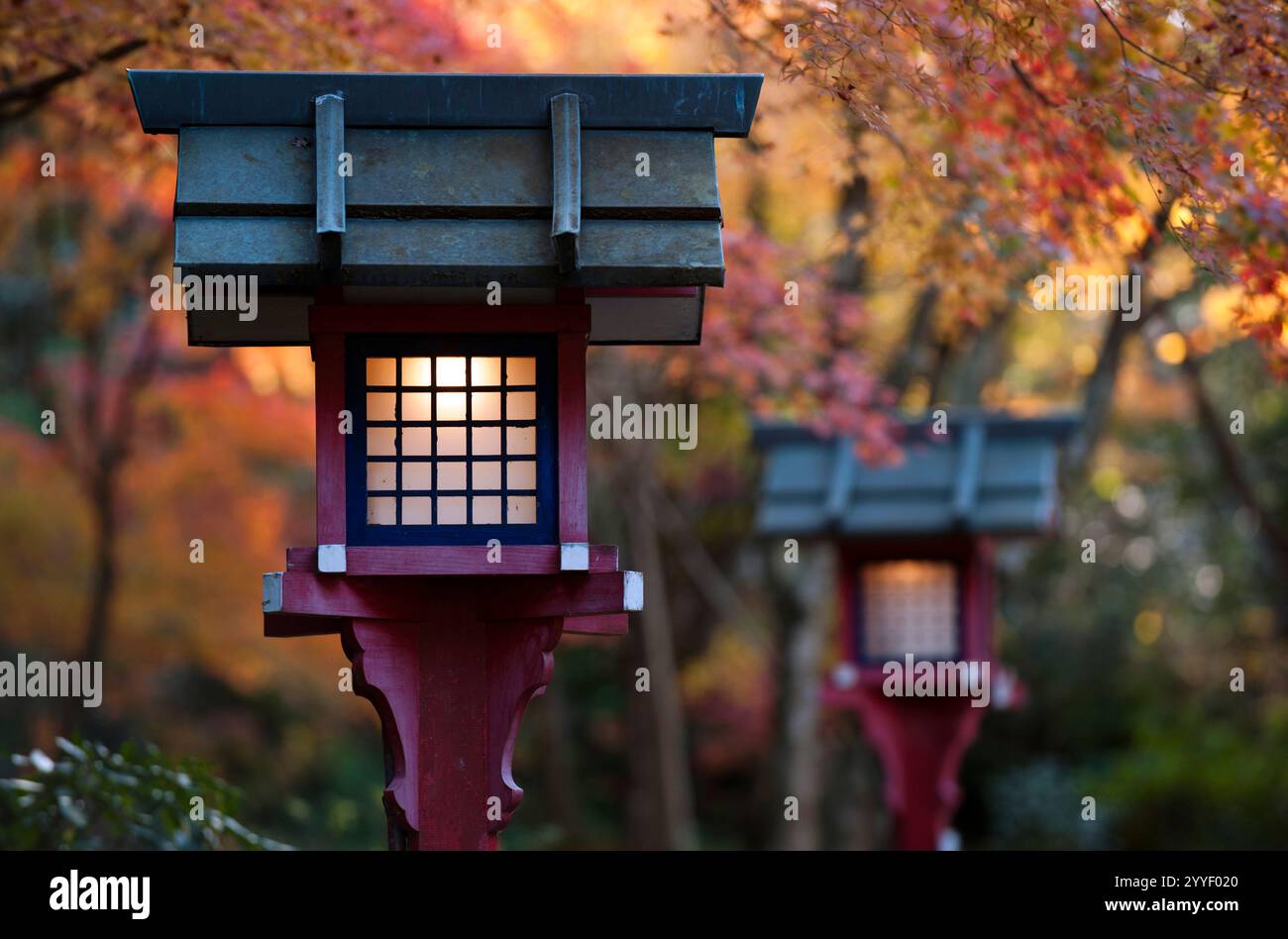 Glowing lanterns against background of colorful momiji maple trees ...
